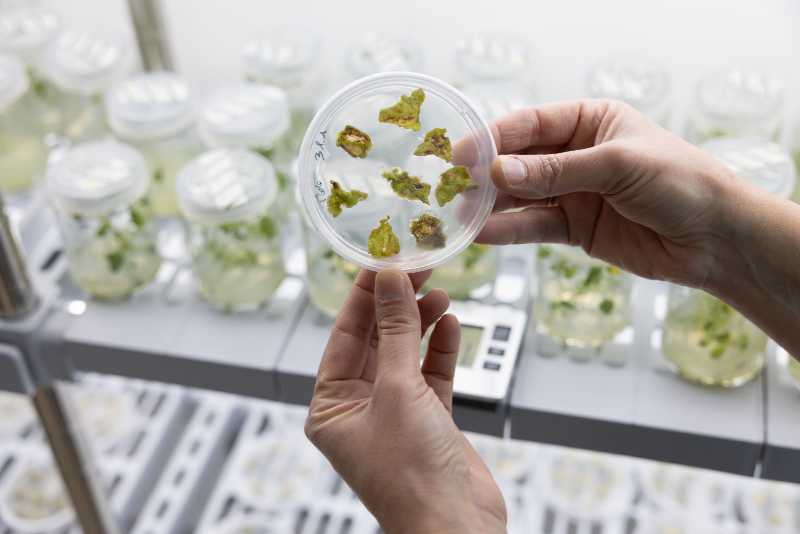 PoLoPo Unveils SuperAA Platform: Protein Biofactory in Potato | Protein ... PoLoPo Unveils SuperAA Platform: Protein Biofactory in Potato | Protein ...